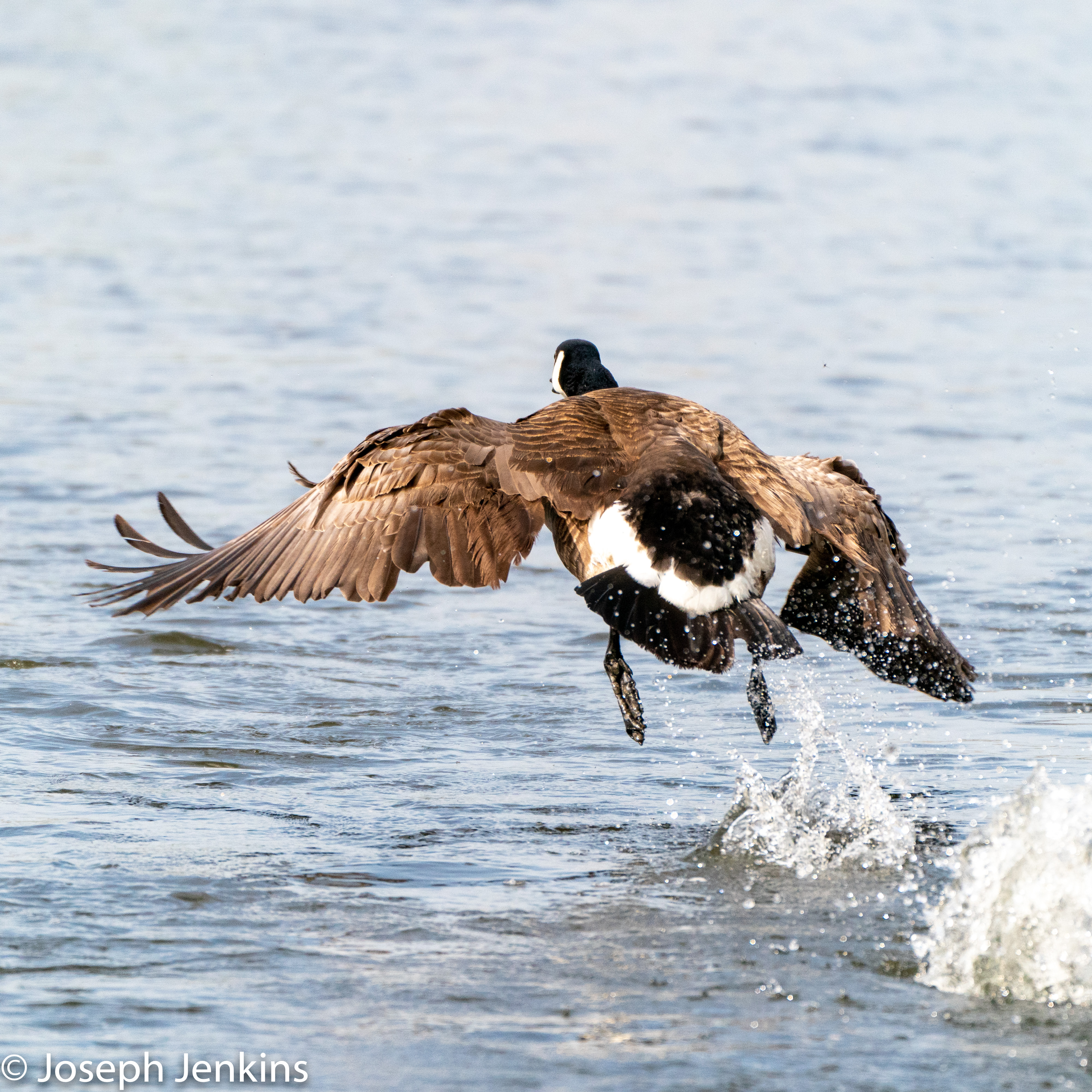 Goose in flight – Joseph Jenkins