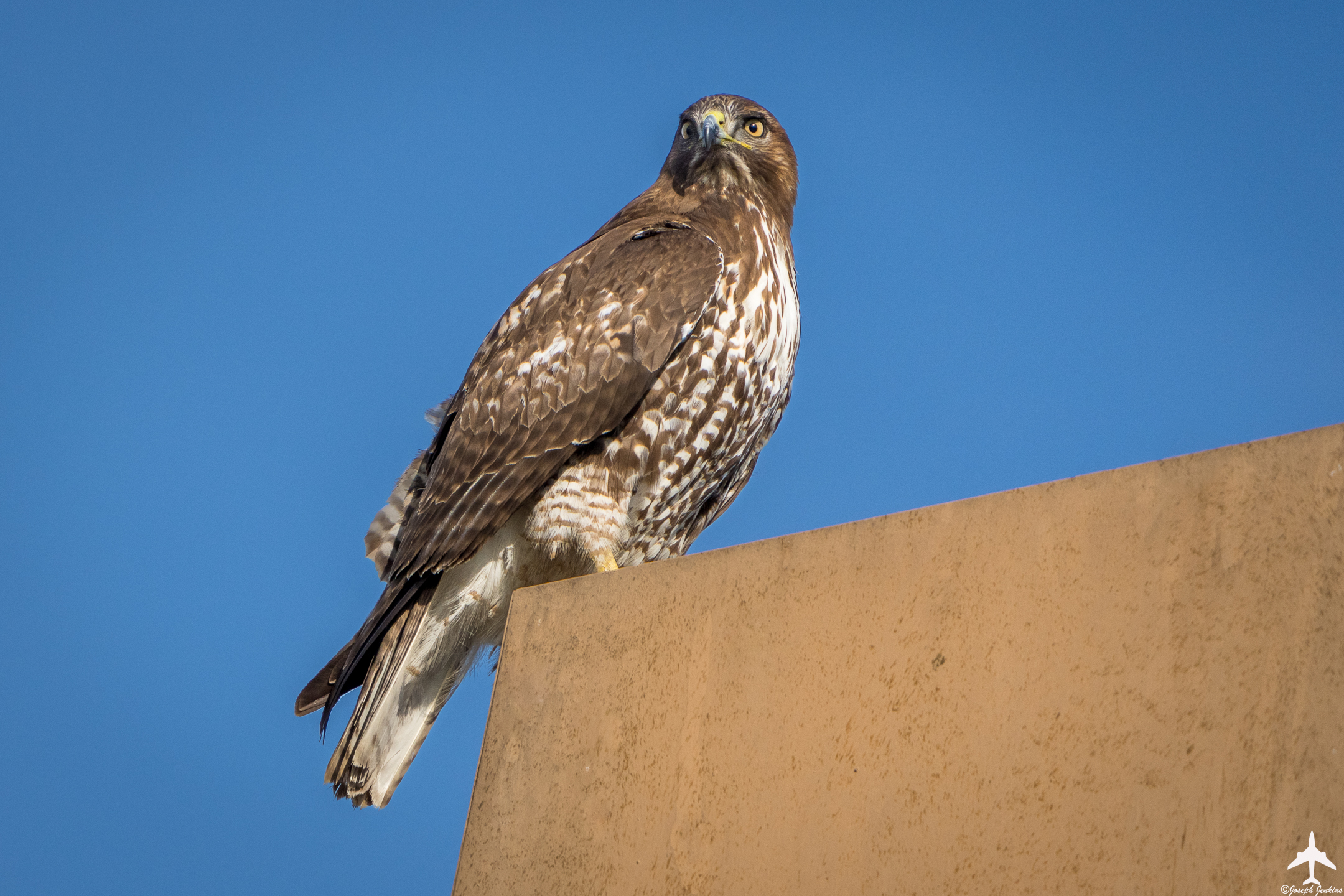 Falcon in backyard – Joseph Jenkins