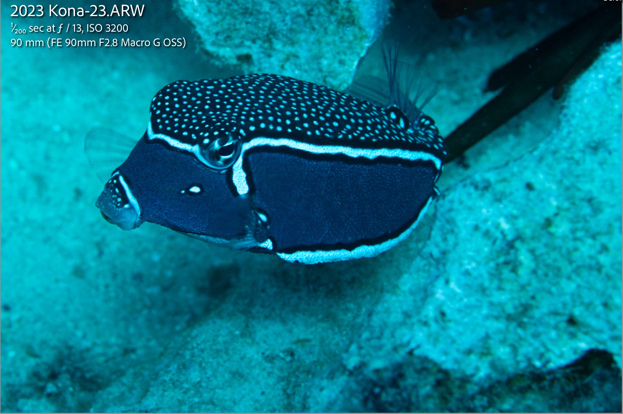 Male Whitley Boxfish – Joseph Jenkins